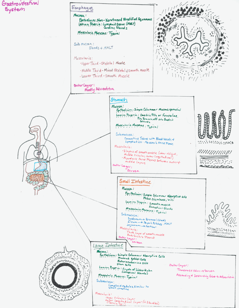 Student Study Guides for the GI Tract | General Histology